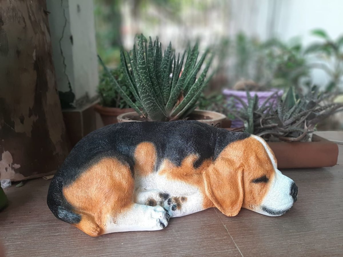 Beegal – Bloom Bagicha